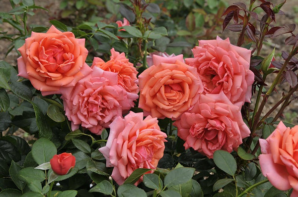 Bermuda Rose Seedlings Flower Seeds Perennial Growing Bonsai Corms ...