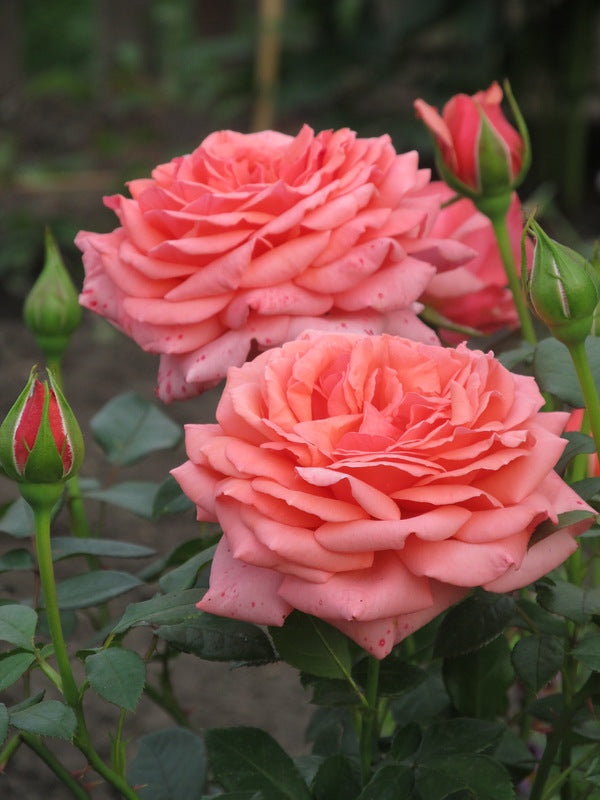 Bermuda Rose Seedlings Flower Seeds Perennial Growing Bonsai Corms ...