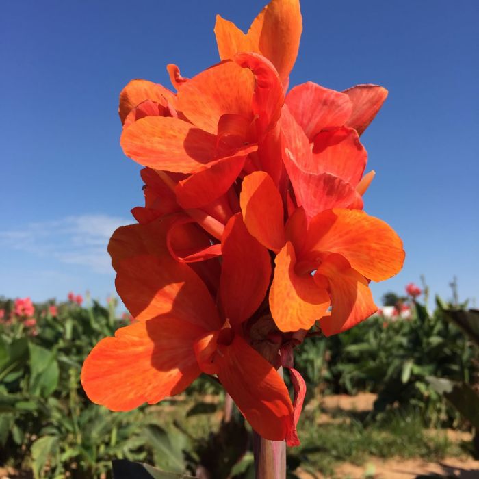 Burning Ember Canna Lily Bulbs Perennial Growing Bonsai Roots Rhizomes ...