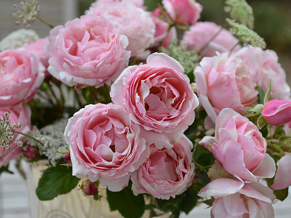 Billet Doux Rose Seedlings Flower Seeds Perennial Growing Bonsai Corms ...