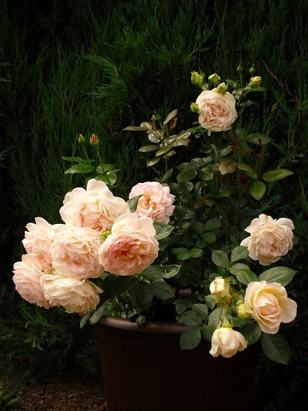 Guernsey Rose Seedlings Flower Seeds Perennial Growing Bonsai Corms ...