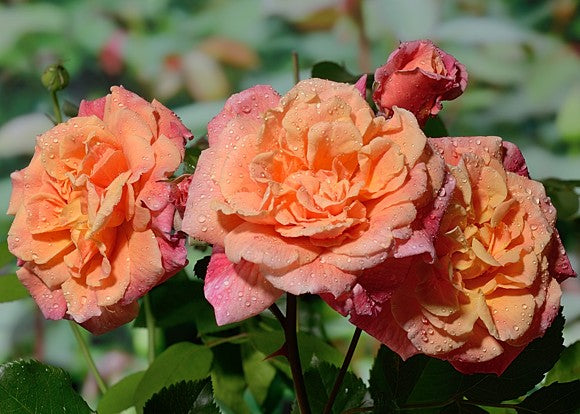 Aloha Rose Seedlings Flower Seeds Perennial Growing Bonsai Corms Tubers ...