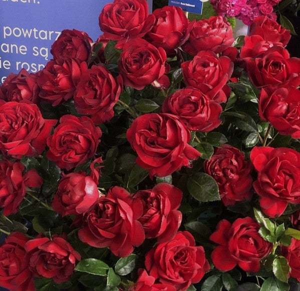 Desmond Tutu Rose Seedlings Flower Seeds Perennial Growing Bonsai Corms ...
