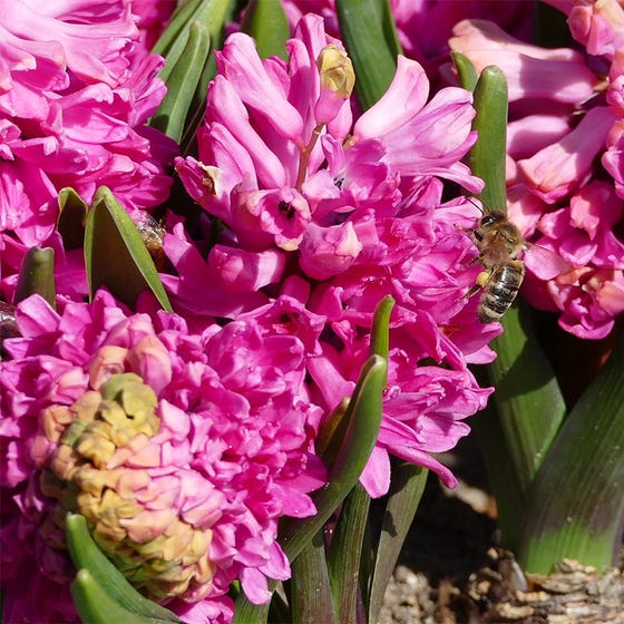 Jan Bos Hyacinth Bulbs Blooms Species Growing Bonsai Roots Rhizomes ...