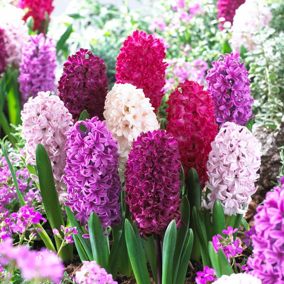 Purple Hyacinth Mix Bulbs Blooms Species Growing Bonsai Roots Rhizomes ...
