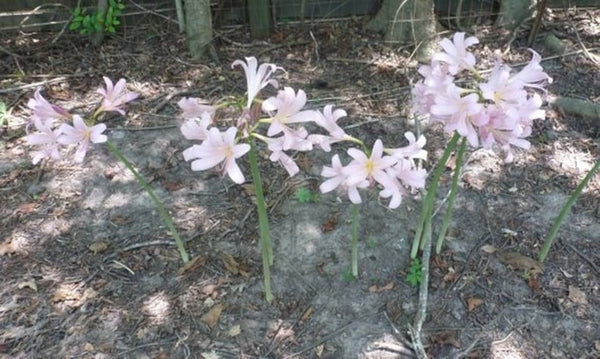 Pink Lycoris Spider Lilies Bulbs Radiata Hurricane Lily Cluster ...