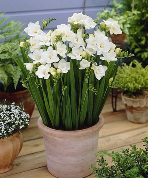 Double White Freesia Bulbs Growing Bonsai Roots Rhizomes Corms Tubers ...