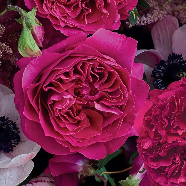 Kate Rose Seedlings Flower Seeds Perennial Growing Bonsai Corms Tubers ...