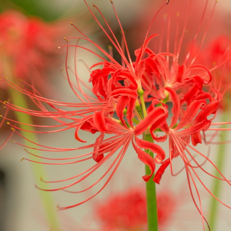 Lycoris Radiata Spider Lilies Bulbs Hurricane Lily Cluster Amayllis ...