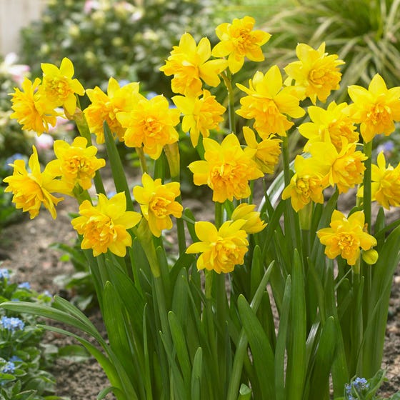 Tete Boucle Miniature Double Daffodil Narcissus Bulbs Blooms Species ...