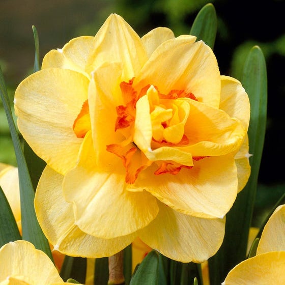 Tahiti Double Daffodil Narcissus Bulbs Blooms Species Growing Bonsai ...