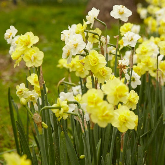 Yellow Cheerfulness Double Daffodil Narcissus Bulbs Blooms Species ...