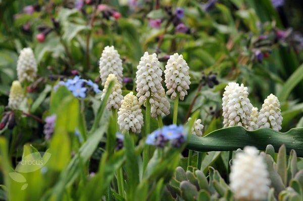 Muscari Botryoides Album Grape Hyacinth Bulbs Blooms Species Growing ...