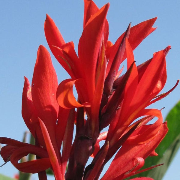 Robert Kemp Canna Bulbs Perennial Growing Bonsai Roots Rhizomes Corms ...