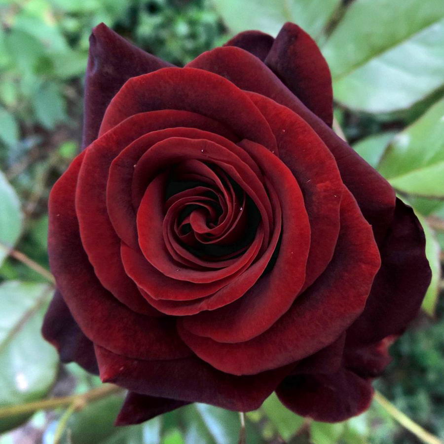 Black Magic Rose Plant Seedlings Flower Seeds Perennial Growing Bonsai ...