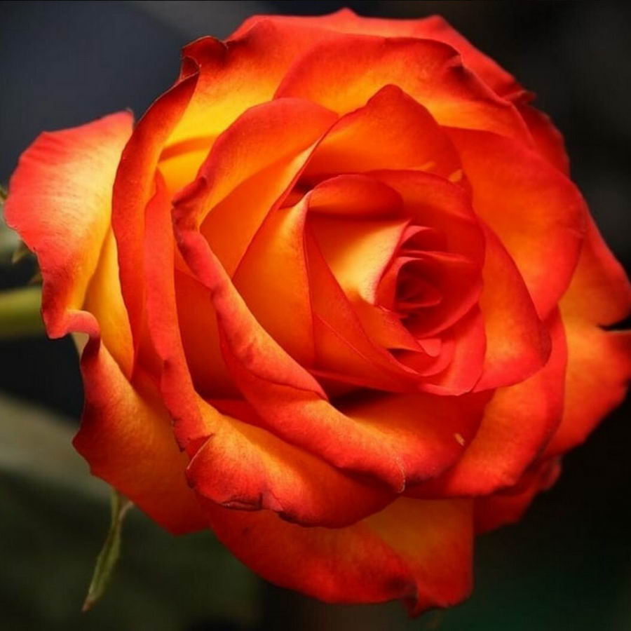 High Magic Rose Seedlings Flower Seeds Perennial Growing Bonsai Corms ...