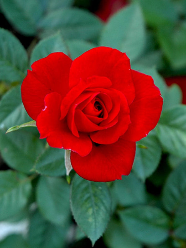 Ruby Red Rose Seedlings Flower Seeds Perennial Growing Bonsai Corms ...