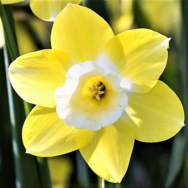 Narcissus Avalon Daffodil Bulbs Blooms Species Growing Bonsai Roots ...