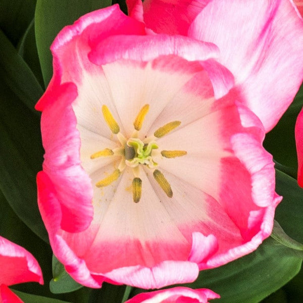 Tulip Judith Leyster Bulbs Blooms Species Growing Bonsai Roots Rhizomes ...