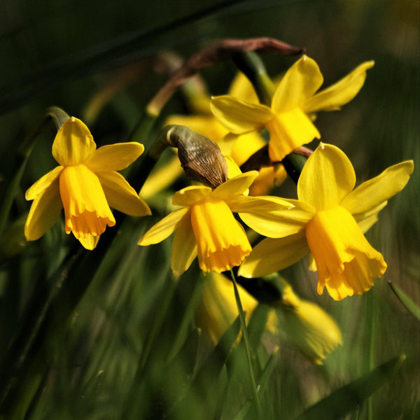 February Gold Daffodil Narcissus Bulbs Blooms Species Growing Bonsai ...