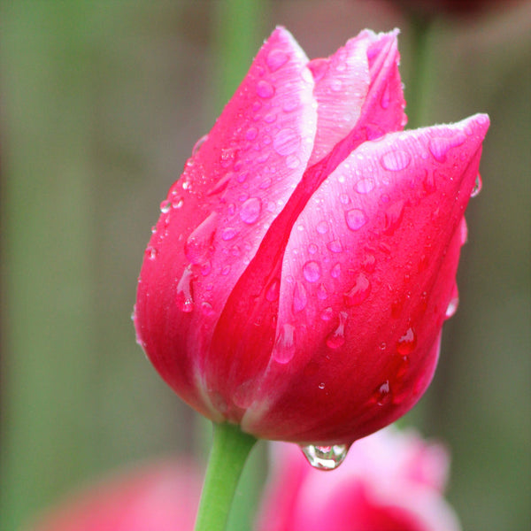 Tulip Bulbs Christmas Marvel Blooms Species Growing Bonsai Roots Rhizomes Corms Tubers Potted ...