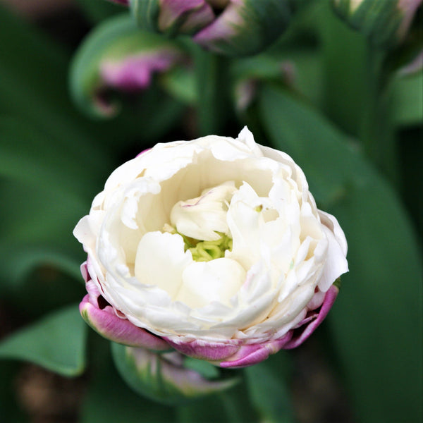 Tulip Bulbs Ice Cream Blooms Species Growing Bonsai Roots Rhizomes ...