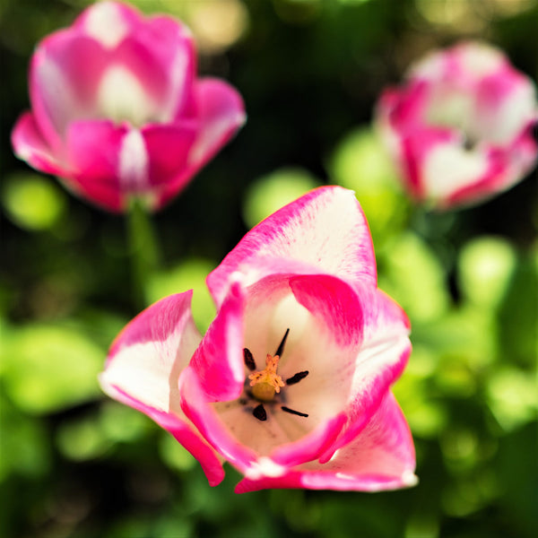 Tulip Bulbs Marjoletti Blooms Species Growing Bonsai Roots Rhizomes ...