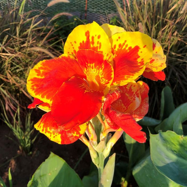 Thai Sunray Canna Bulbs Perennial Growing Bonsai Roots Rhizomes Corms ...