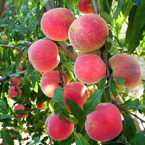 Peach Tree Crimson Rocket | Seedsplant